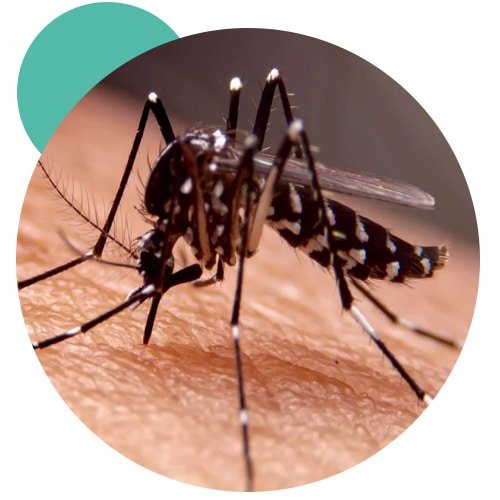 Dengue Hydration - Saline Bali